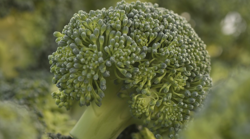 Uitbreiding Karate Zeon en Ninja in broccoli | Syngenta Belgie