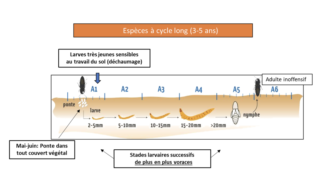 La lutte contre les taupins | Syngenta Belgie