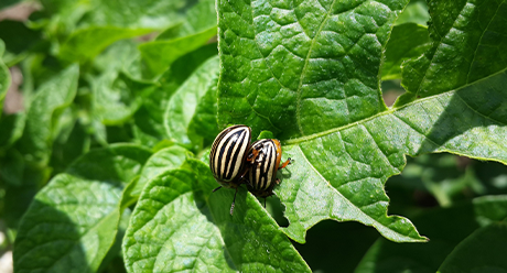 Bestrijding van coloradokevers | Syngenta Belgie