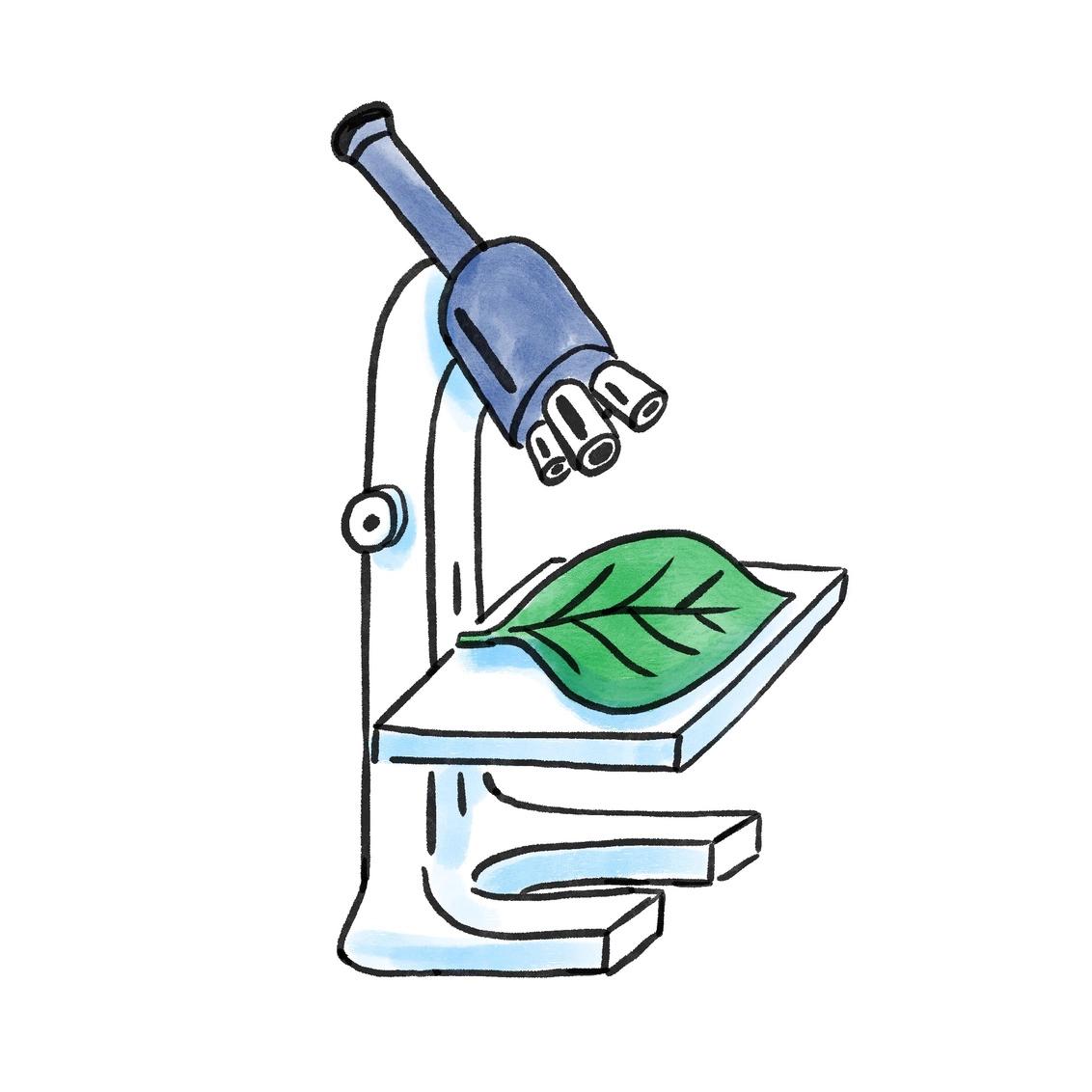 Hoe werkt Quantis? | Syngenta Belgie