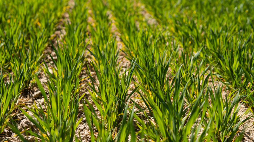 Moddus & Scitec: aangewezen bij tarwe en gerst | Syngenta Belgie